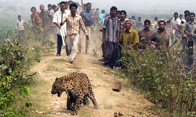 Leopard kills boy in second attack in India: police - World - DAWN.COM