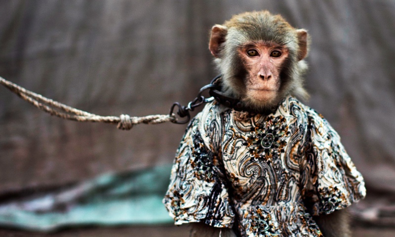 Monkey business in Pakistan - Multimedia - DAWN.COM