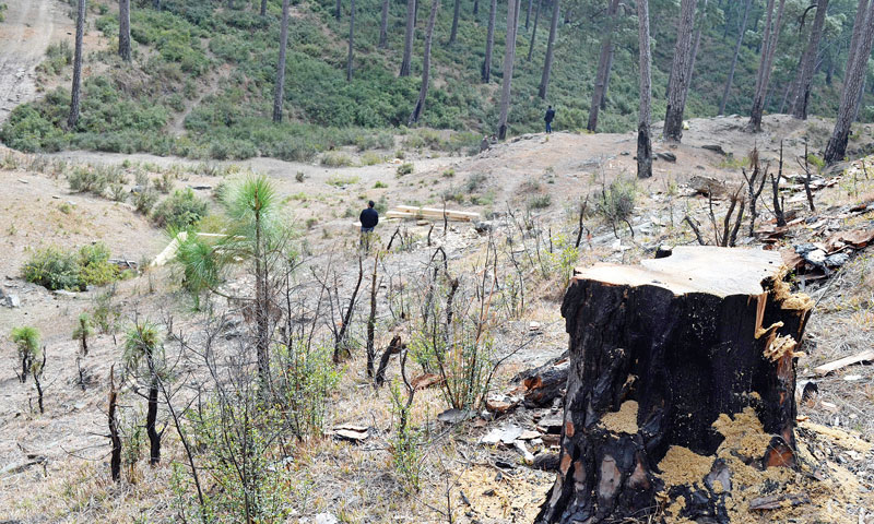 Timber mafia denuding Murree forests of trees - Pakistan - DAWN.COM