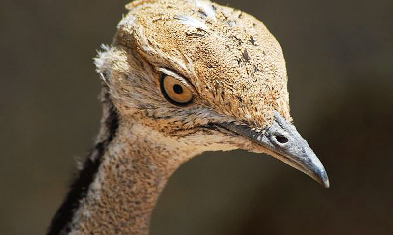 A eulogy for 2,100 bustards - DAWN.COM