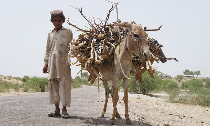 The Koli of Pakistan - Multimedia - DAWN.COM