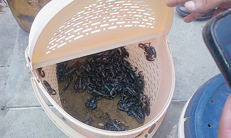 Wildlife dept moves after months of illegal scorpion hunting across ...