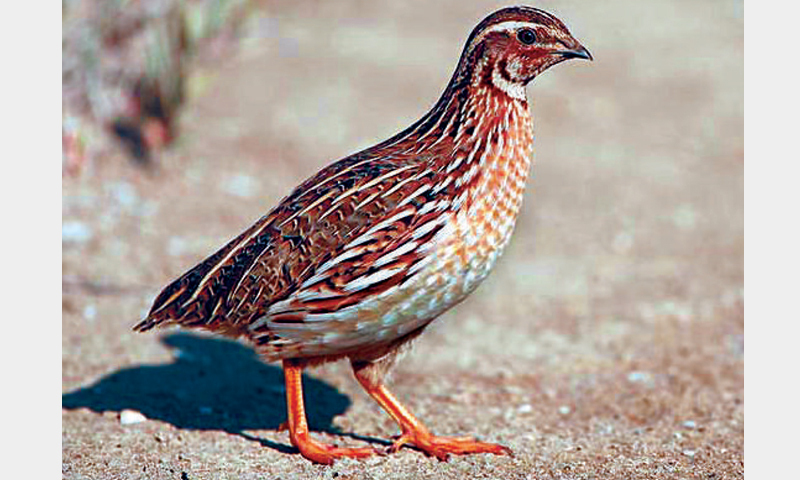 Quail hunting – disregard for life and law - Pakistan - DAWN.COM