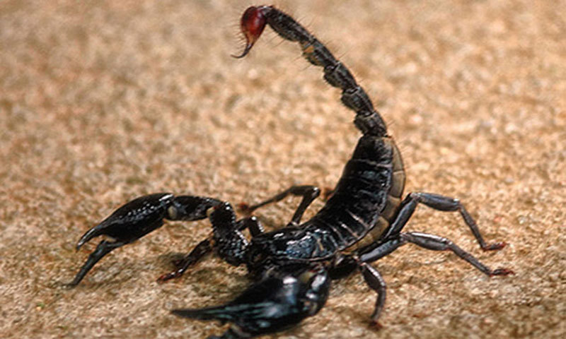 IDP camp infested with scorpions - Pakistan - DAWN.COM