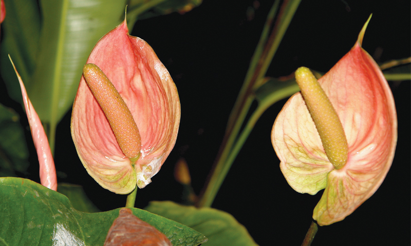 Miracle tree - Newspaper - DAWN.COM