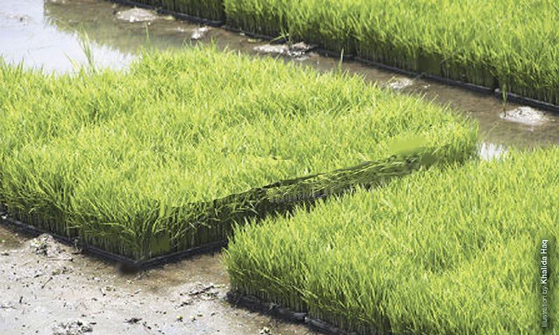 The logic of delayed rice sowing - Newspaper - DAWN.COM