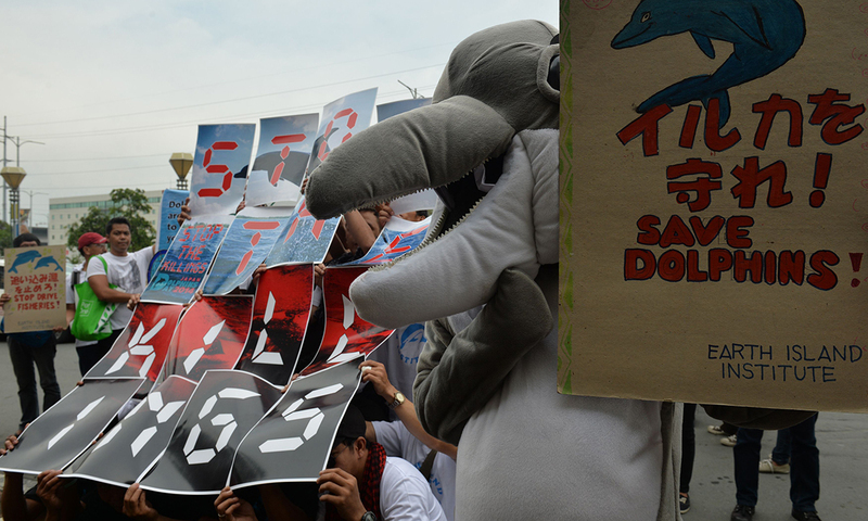 Dolphin butchering sparks protest in Phillippines - World - DAWN.COM