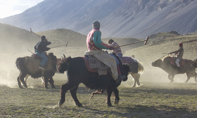 Broghil valley: Yak attack! - Newspaper - DAWN.COM
