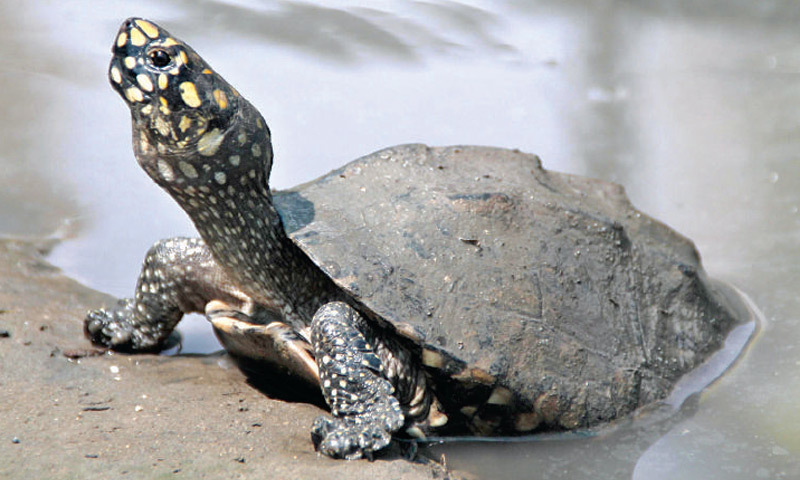 ‘Living fossils’ on the verge of extinction - Pakistan - DAWN.COM