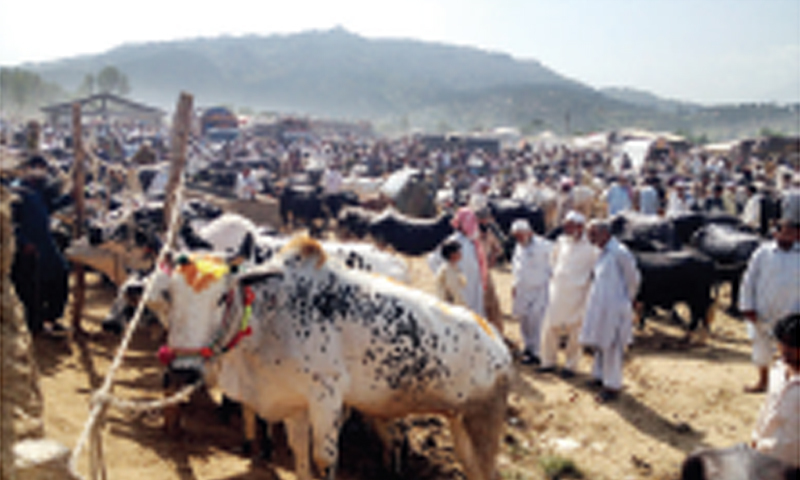 High cattle prices keep buyers away - Newspaper - DAWN.COM