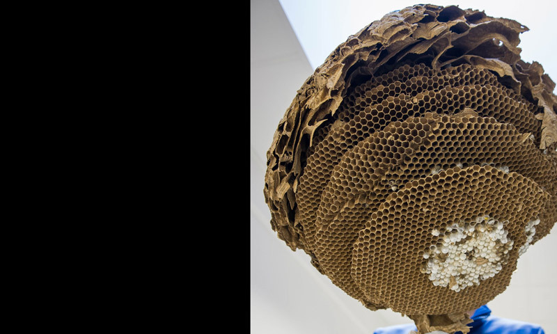 Tiny flies could kill off Asian Giant Hornet populations - Multimedia ...
