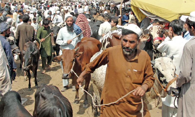 Banned groups get their share in animal hides anyway - Pakistan - DAWN.COM
