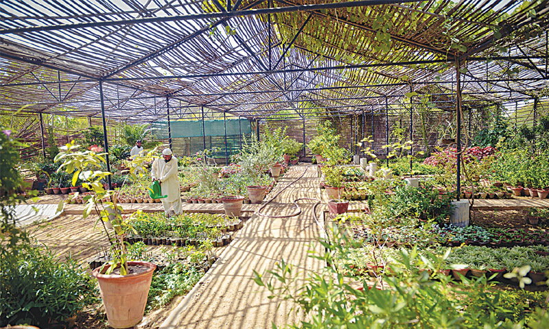 KU’s botanic garden looks for support to expand services - Pakistan ...