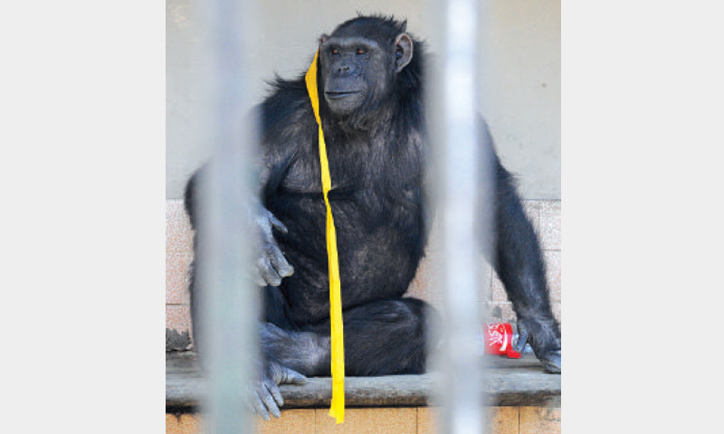 Ailing chimp dies at zoo - Pakistan - DAWN.COM