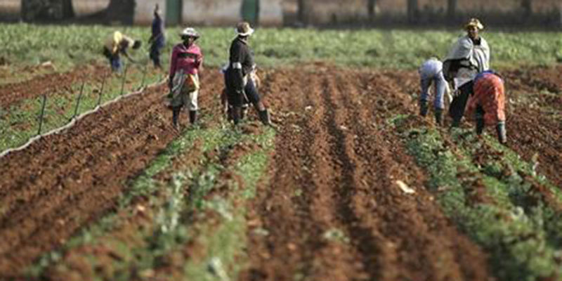 Promoting olive farming - Business - DAWN.COM