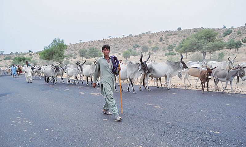 Footprints: Starvation to stave off - Pakistan - DAWN.COM