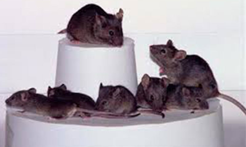 See-through mice developed - World - DAWN.COM