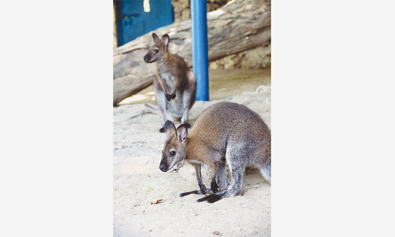 Wallaby found dead in zoo - Pakistan - DAWN.COM