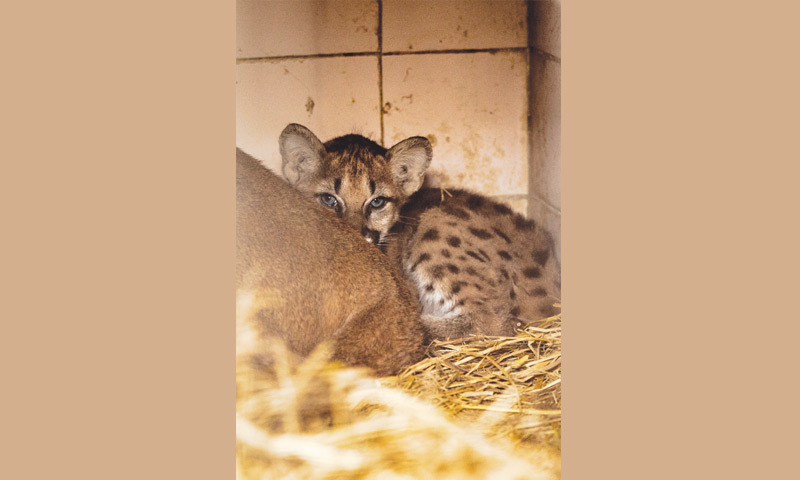 Viral infection seen behind puma cubs death - Newspaper - DAWN.COM