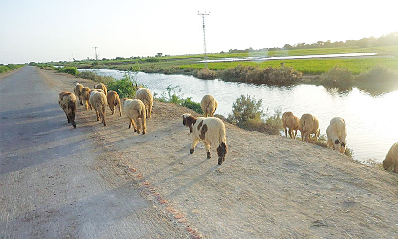 Coastal belt of Sindh: Where only the saints provide solace - Pakistan ...