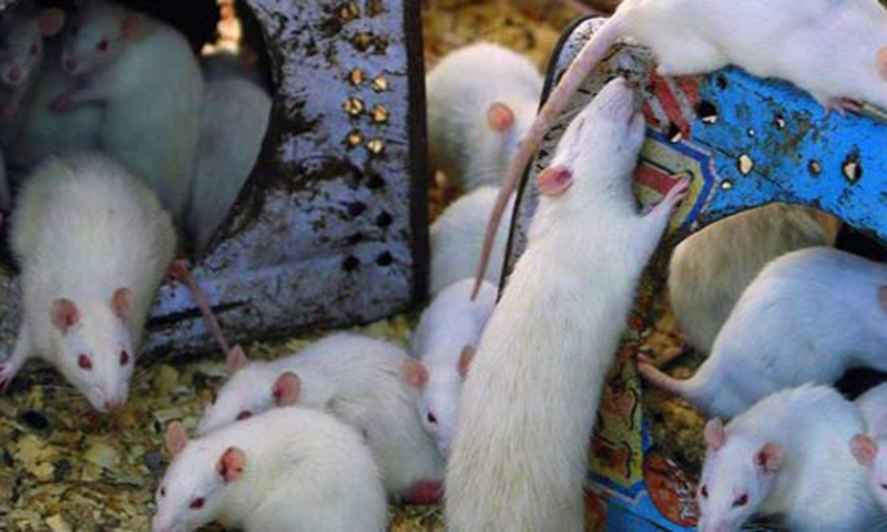 One Pakistani's dogged fight against rats - Pakistan - DAWN.COM