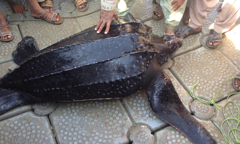 Rare turtle rescued - Newspaper - DAWN.COM