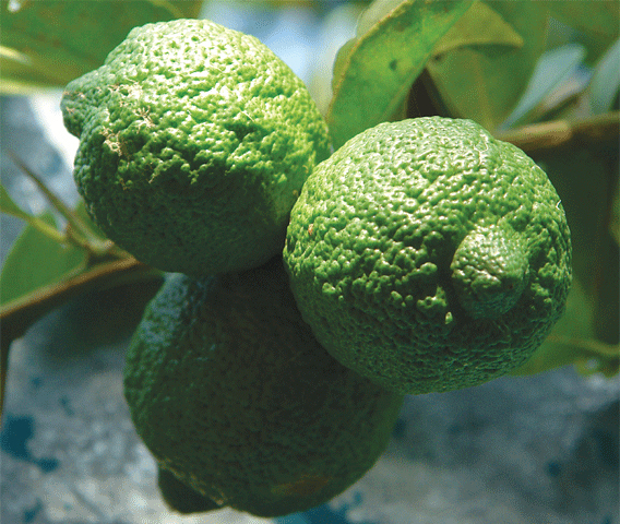 Sick citrus - Newspaper - DAWN.COM