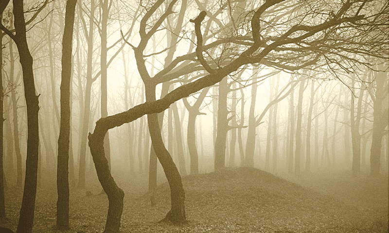 Myths & mysteries: Into the forest of Transylvania - Newspaper - DAWN.COM