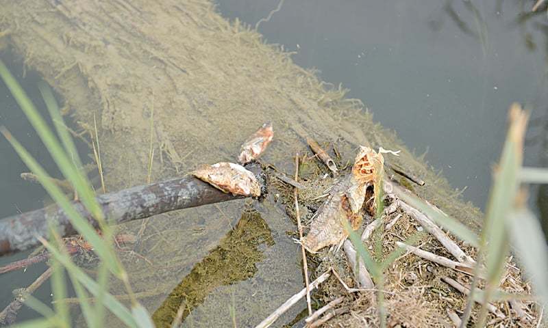 Murky waters of the Manchhar lake - Pakistan - DAWN.COM