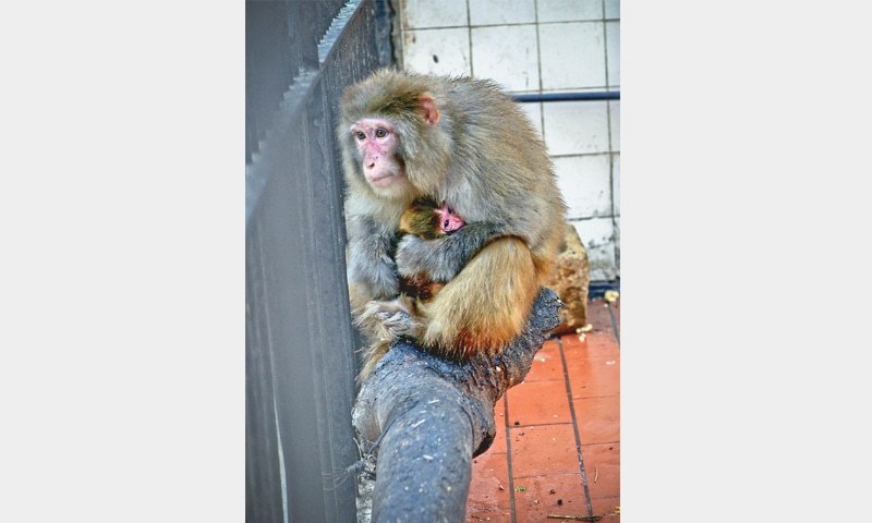 Monkey birth at zoo - Newspaper - DAWN.COM