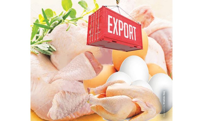 Export potential of poultry products - Newspaper - DAWN.COM