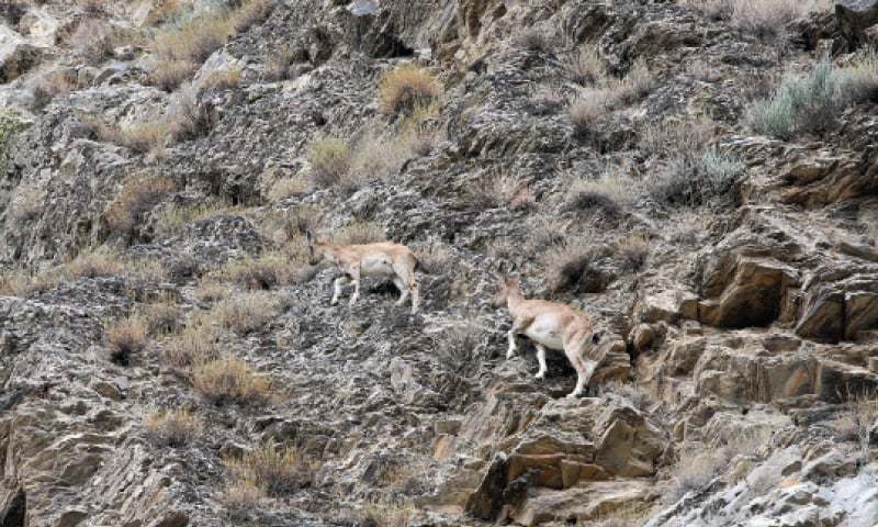 Chitral’s markhor population now out of danger - Pakistan - DAWN.COM