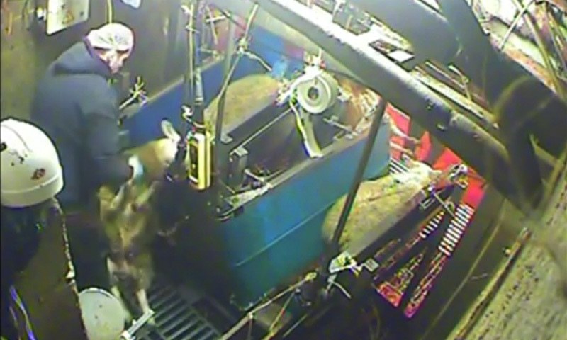 Slaughterhouse rules: Is halal always humane? - DAWN.COM