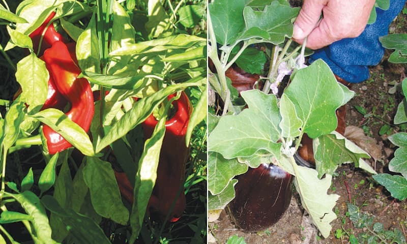 Plant a tree - Newspaper - DAWN.COM