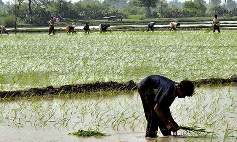 World rice trade to drop to 41.3m tonnes this year: FAO - Business ...