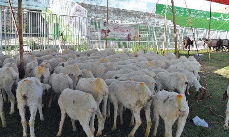 Cattle for widows in Gujrat’s rural areas - Pakistan - DAWN.COM