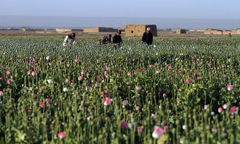 Afghan poppy farmers say new seeds will boost opium output - World ...