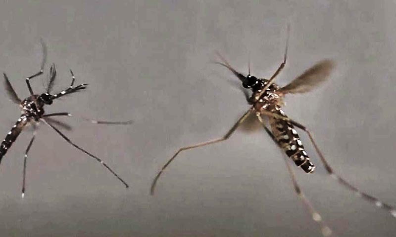 Dengue claims year’s first life in city - Pakistan - DAWN.COM