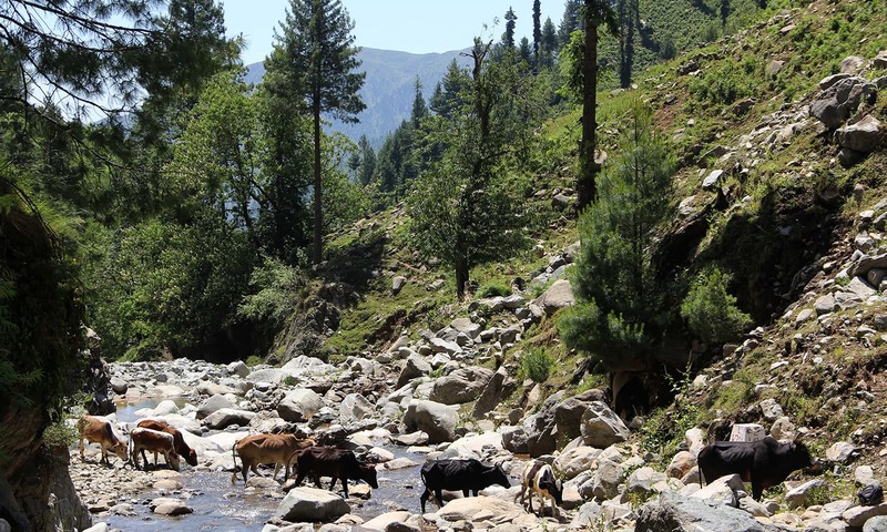 Spectacular Swat waterfall is largely hidden - Pakistan - DAWN.COM