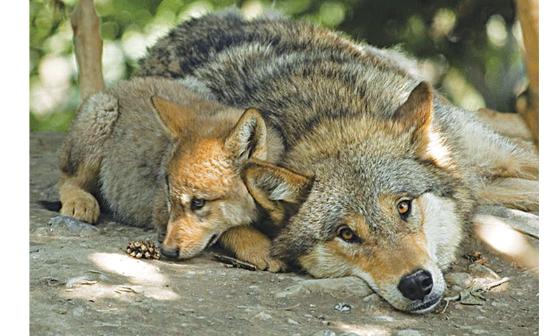 The best dads of the animal world - Magazines - DAWN.COM