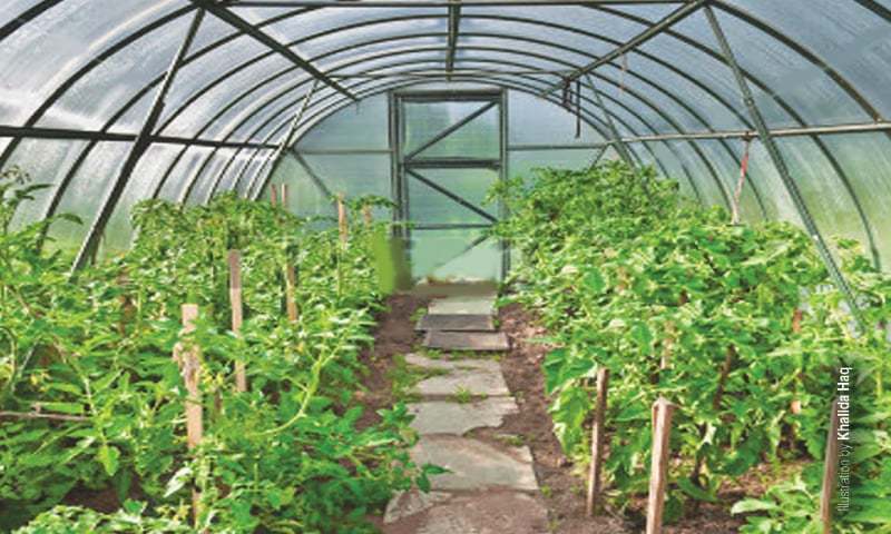 Promoting tunnel farming - Newspaper - DAWN.COM