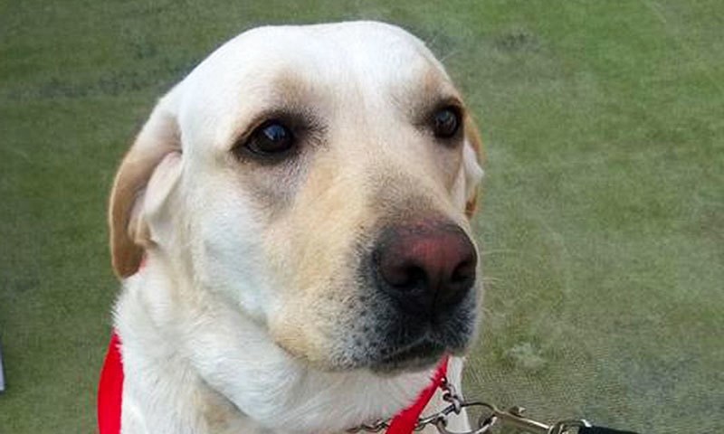 Milli was a good dog - DAWN.COM