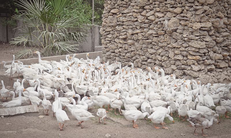 Zoo water birds made to live in harsh conditions - Pakistan - DAWN.COM
