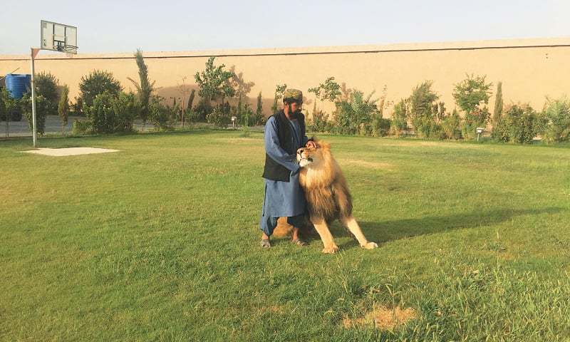 Footprints: Parenting a lion - World - DAWN.COM