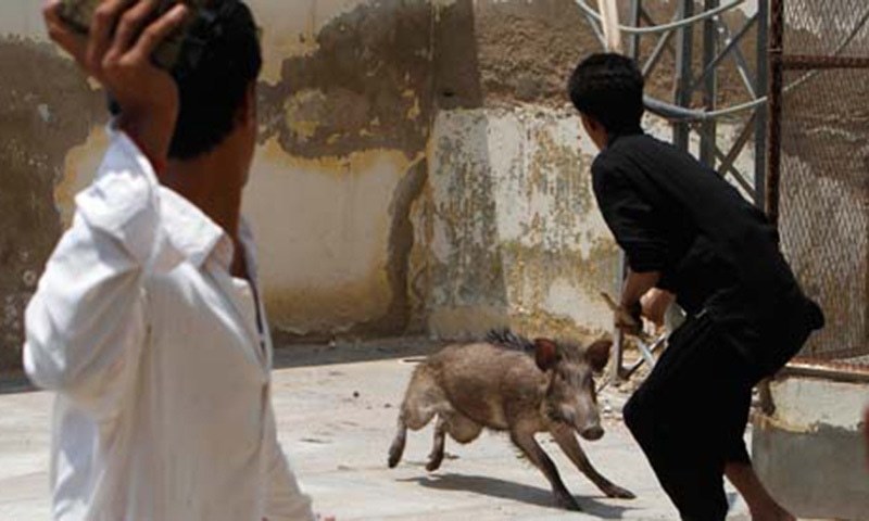 Swabi farmers worried over pig attacks - Pakistan - DAWN.COM