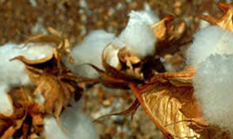 New sources of resistance in cultivated cotton identified - Business ...