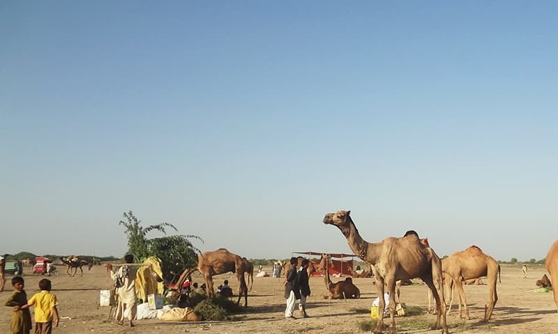 84th Urs festival of Syed Saman Shah celebrated in Badin - Pakistan ...