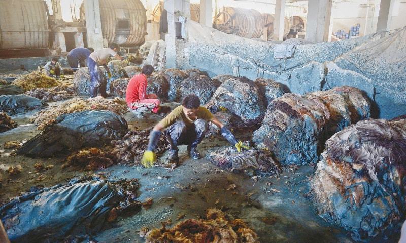 Processing of animal hides begins at tanneries - Newspaper - DAWN.COM