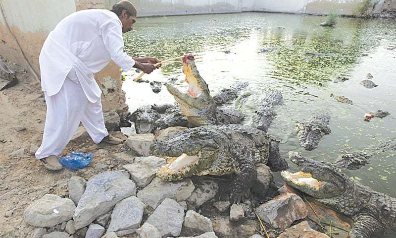 Pilgrims flock to Manghopir shrine as Taliban threat recedes ...