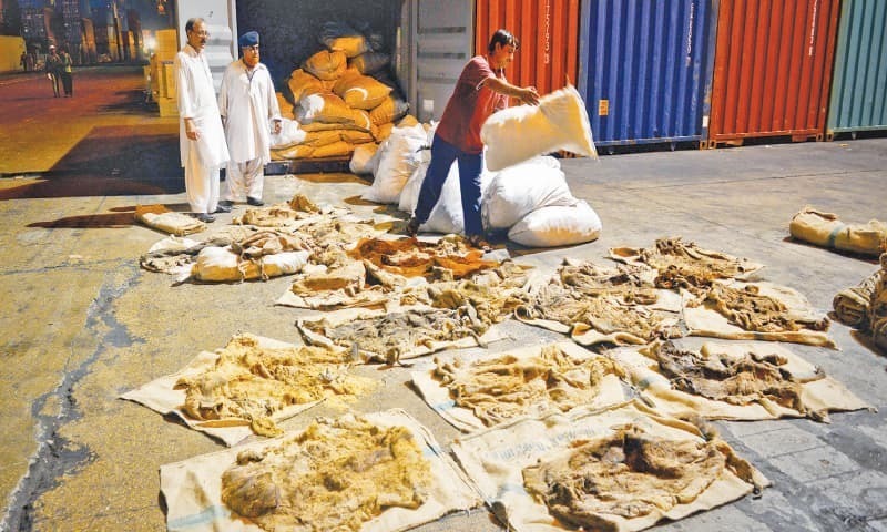 Three booked in donkey hides case - Pakistan - DAWN.COM